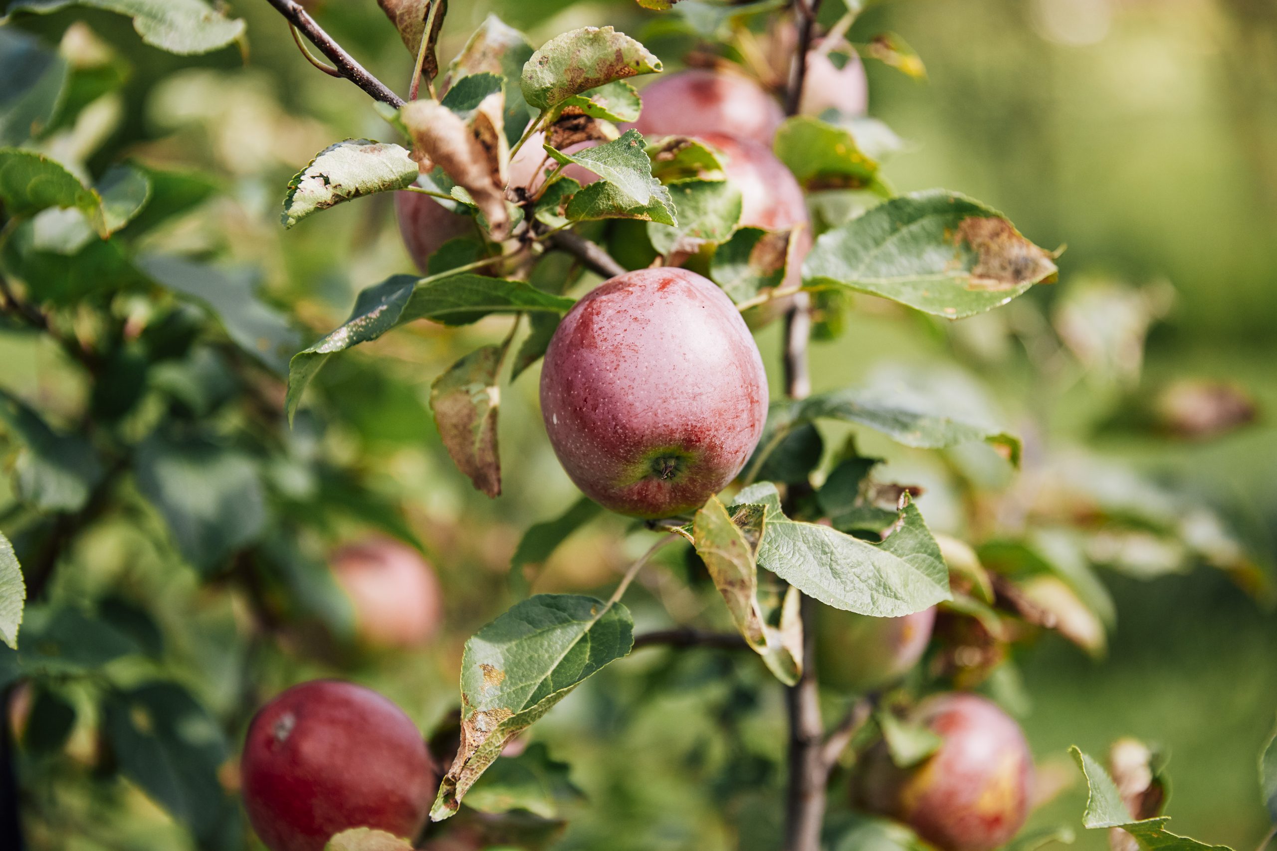 Local Food and Tourism Resources | Ontario Culinary