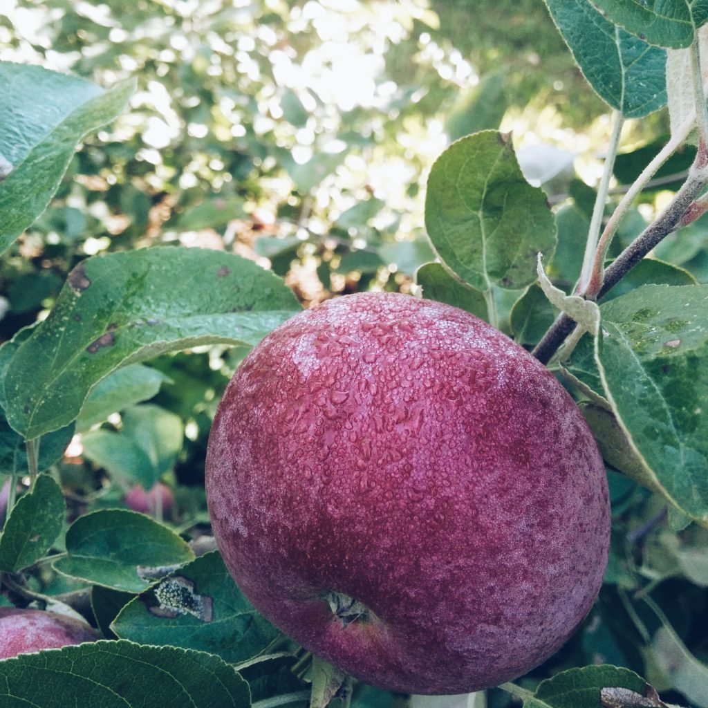 Ontario's Best Apple Picking Spots | Ontario Culinary