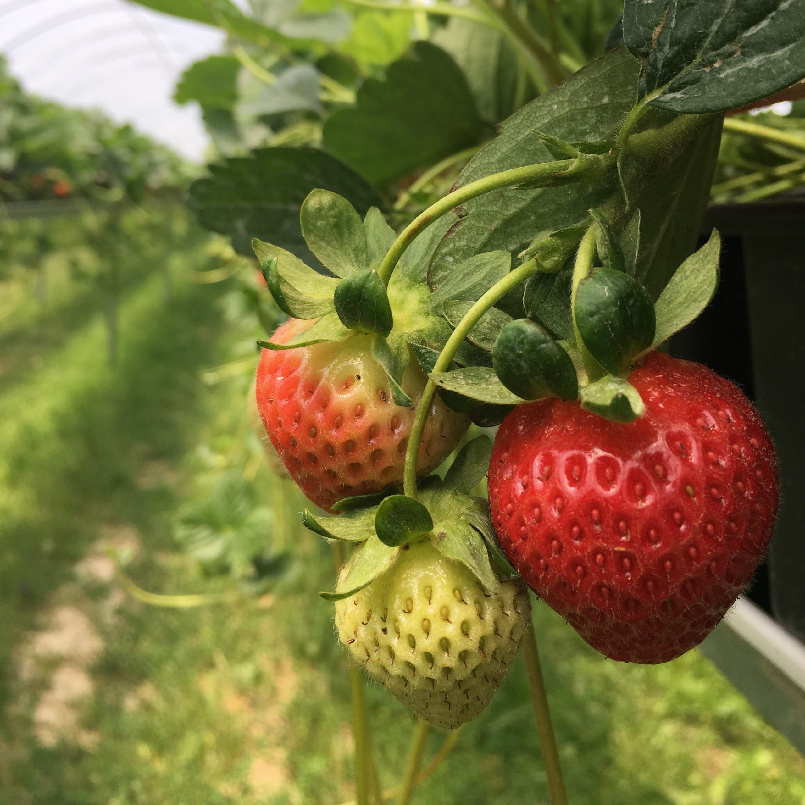 Ontario’s Southwest | Ontario Culinary